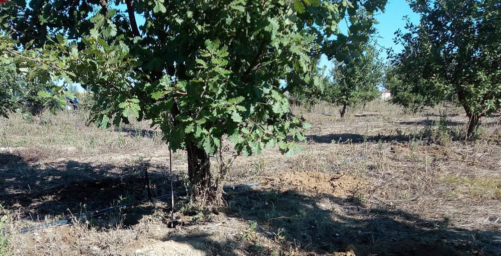 Καλλιέργεια τρούφας - Troufa Farm